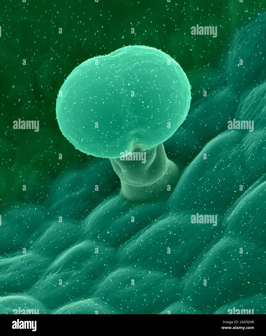 Leaf Glandular Trichome Salvia Divinorum Coloured Scanning Electron Micrograph Sem The