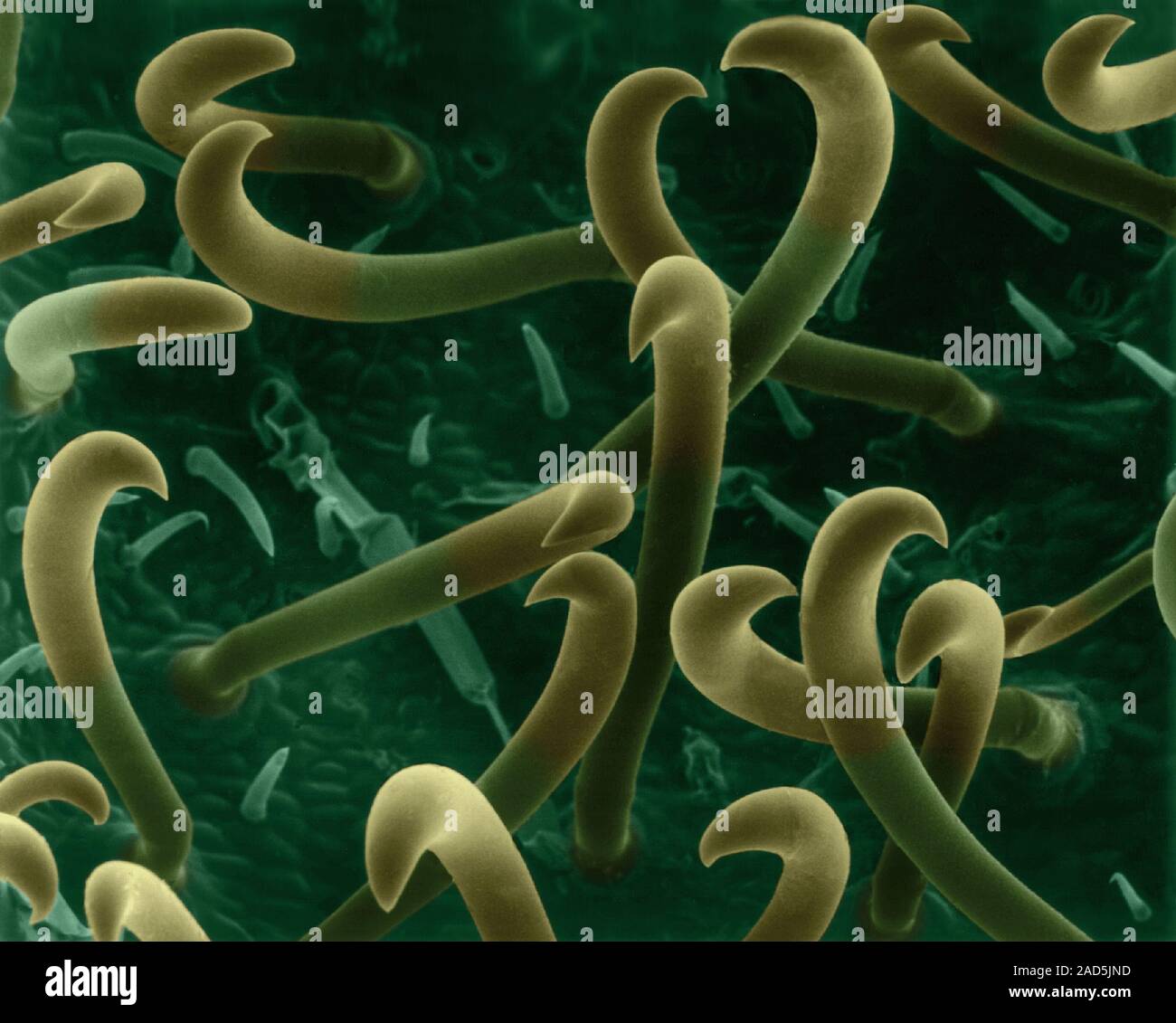 Velcro-like hooks on the surface of a burdock seed pod (Arctium minus ...