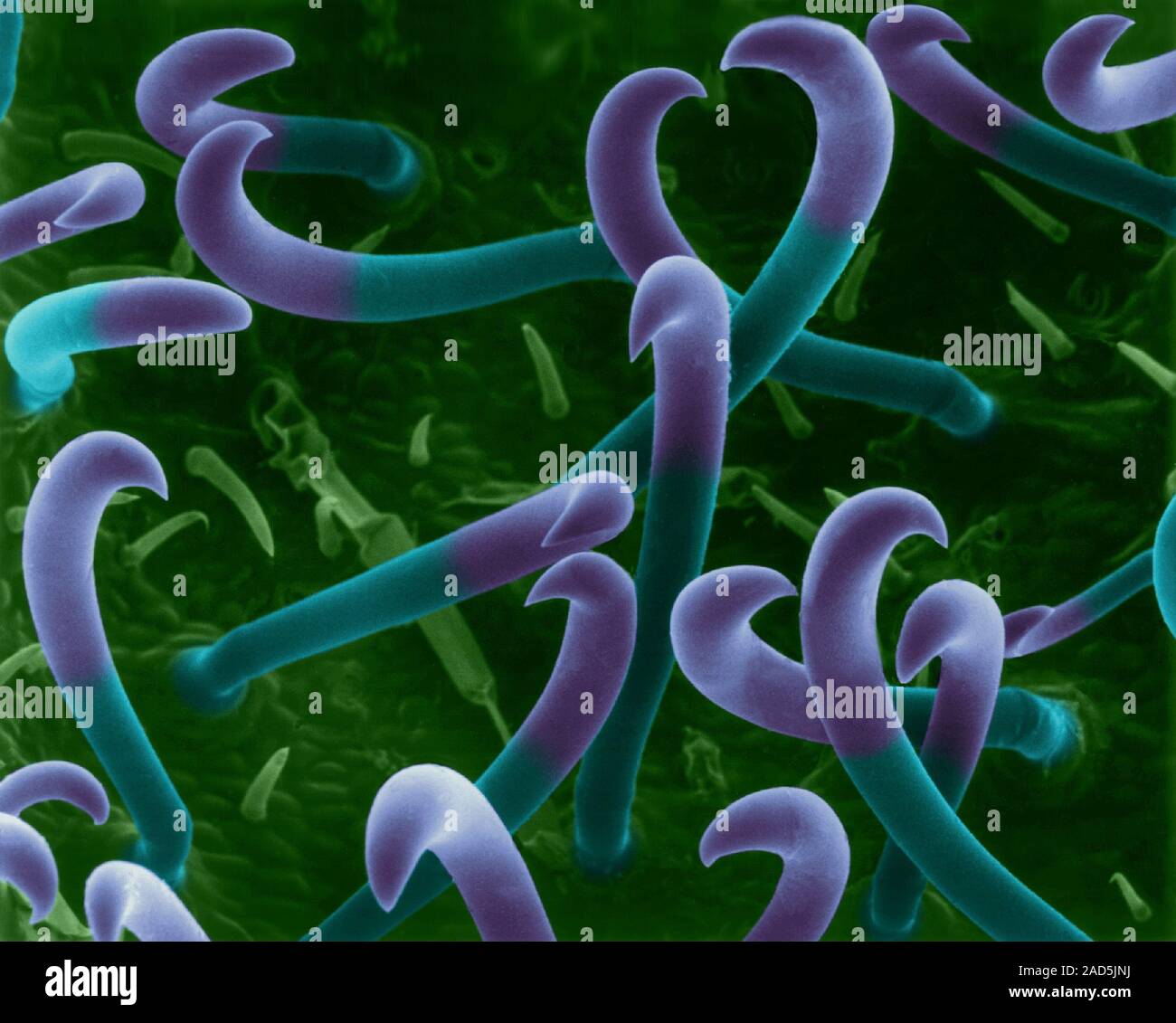 Velcro-like hooks on the surface of a burdock seed pod (Arctium minus ...