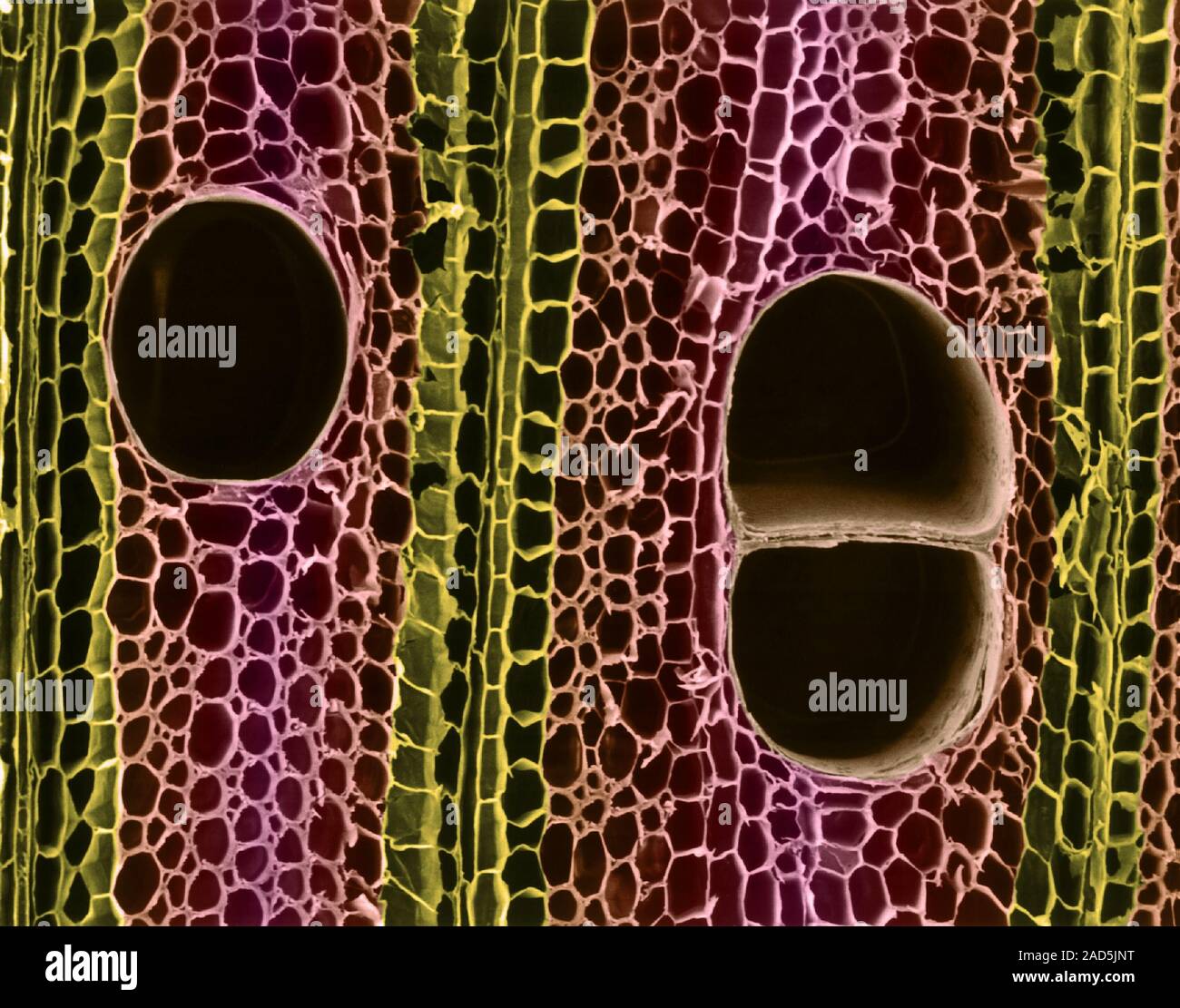 Balsa wood (cross section) showing large conductive elements (Ochroma ...