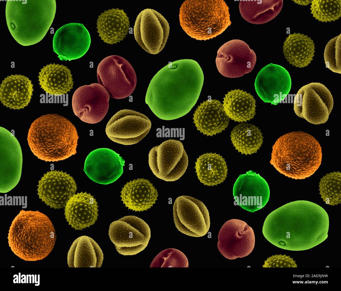 Allergenic pollen, coloured scanning electron micrograph (SEM). Ragweed ...