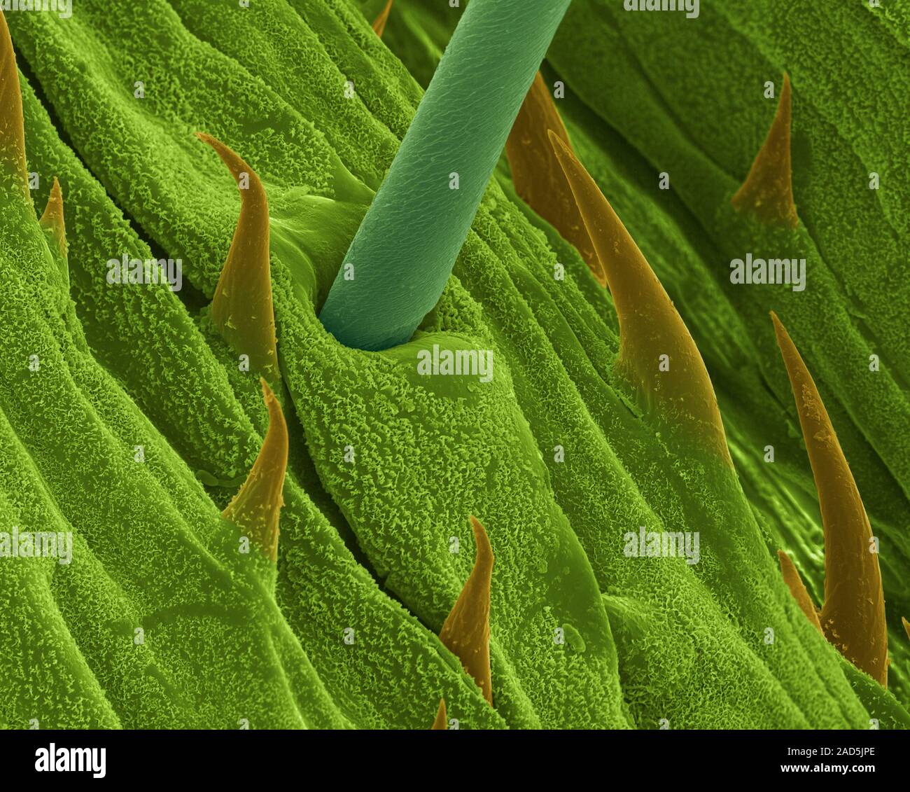 Surface of a blade of grass (Paspalum sp), coloured scanning electron ...