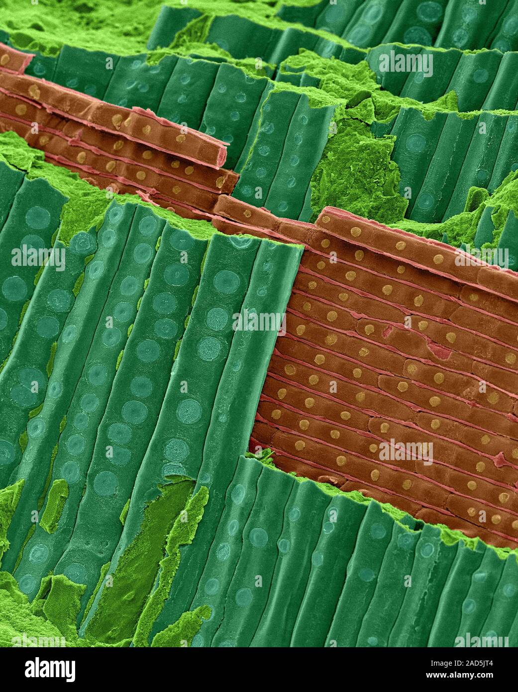 Petrified redwood (Sequoia affinis) longitudinal section, coloured ...