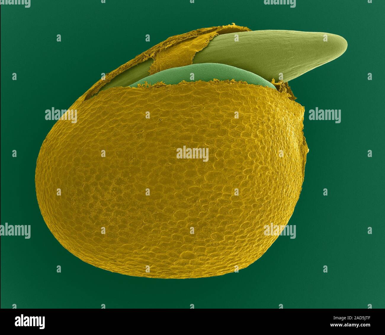 Radish seed germination (Raphanus sativus), coloured scanning electron ...