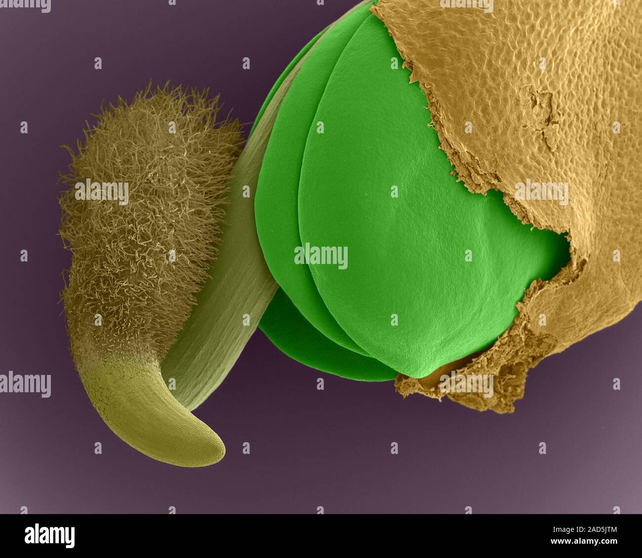 Radish seed germination (Raphanus sativus), coloured scanning electron ...