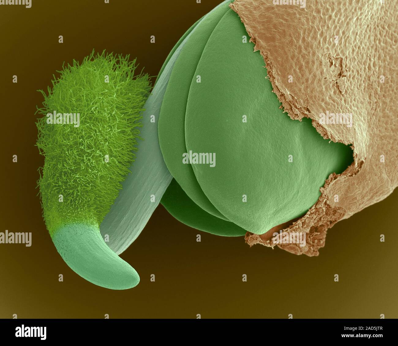 Radish seed germination (Raphanus sativus), coloured scanning electron ...