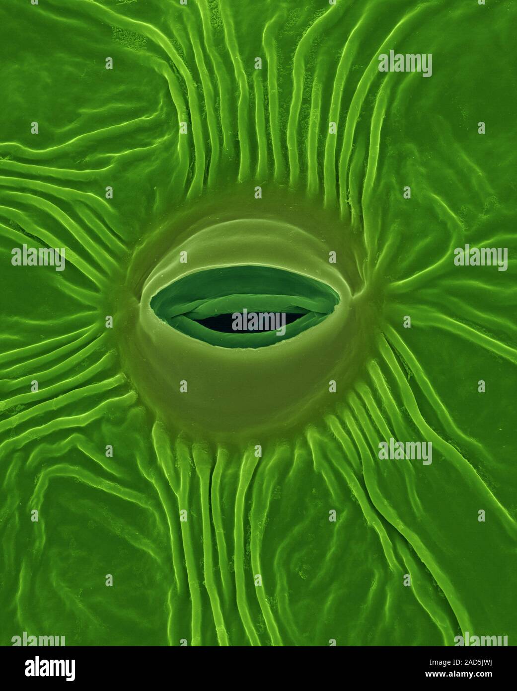 Stoma of a milkweed leaf (Asclepias sp), coloured scanning electron ...