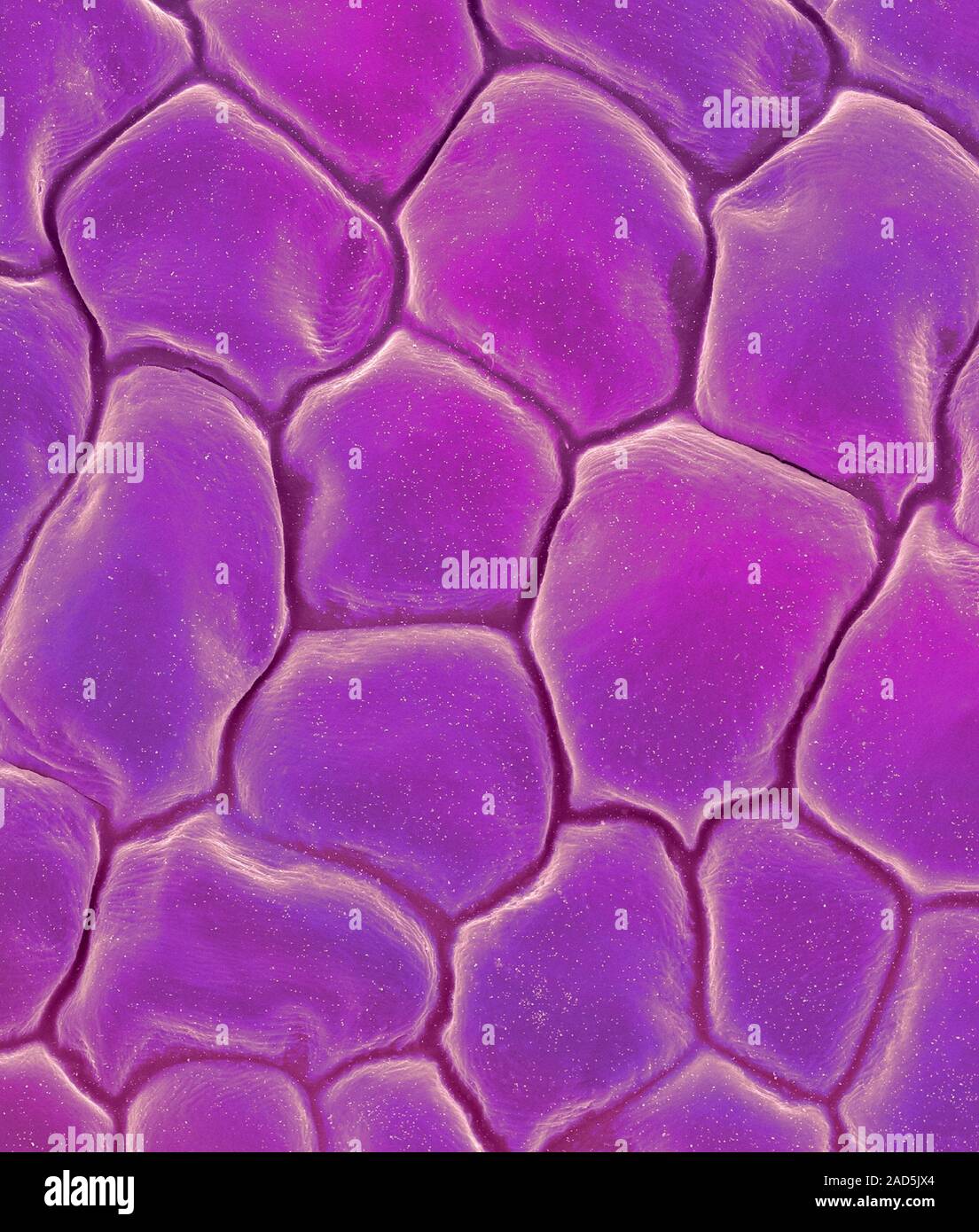 Orchid petal surface (Dendrobium sp), coloured scanning electron ...