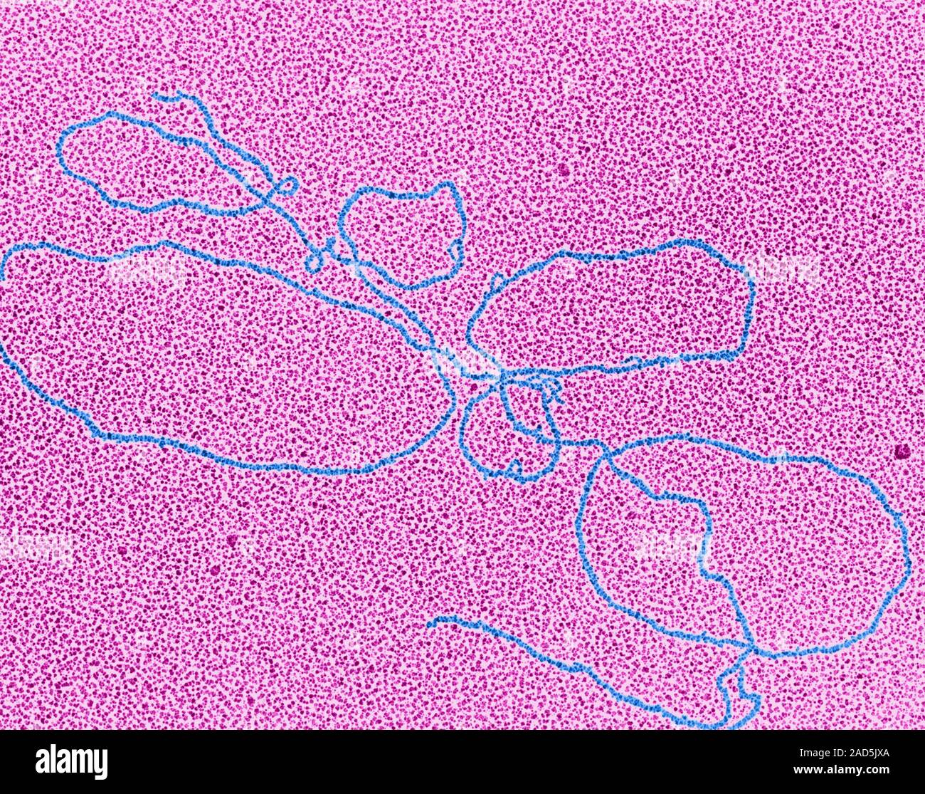 Nuclear DNA of the broad bean (Vicia faba, Pea Family), coloured ...