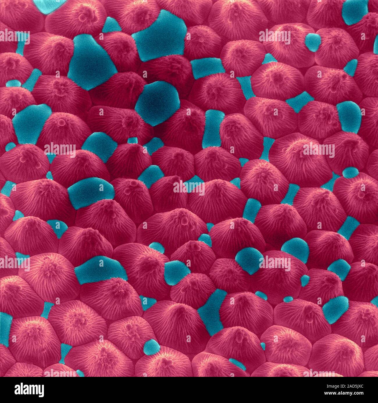 Rose petal papillae with water droplets (Rosa sp.), coloured ...