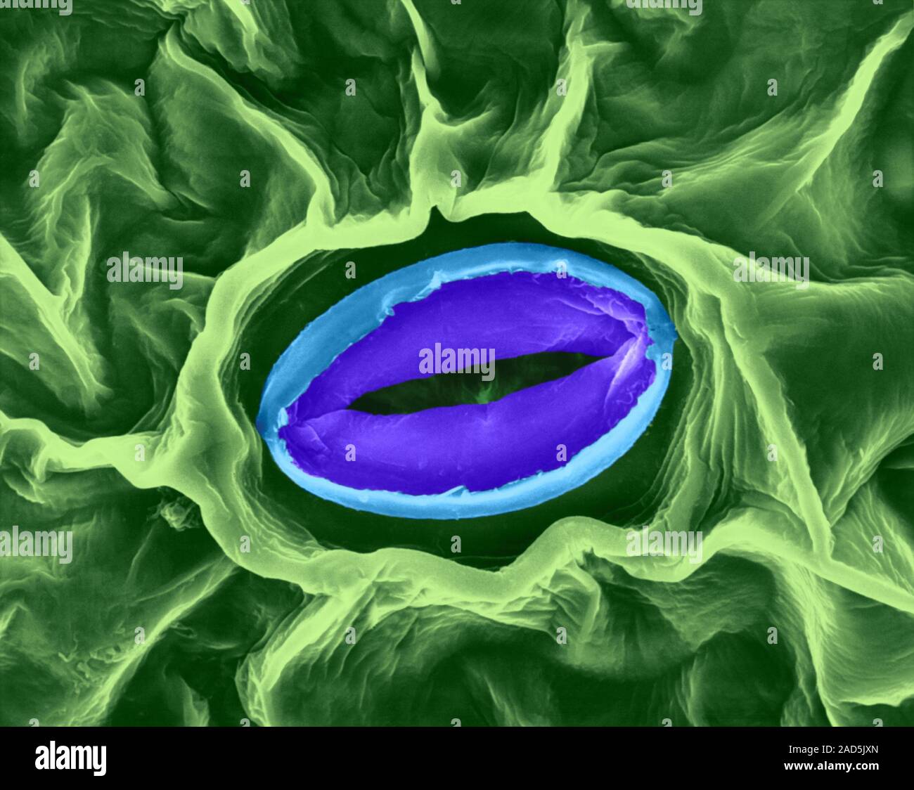 Stomate (stoma) on the underside of a broad bean leaf (Vicia faba, pea ...