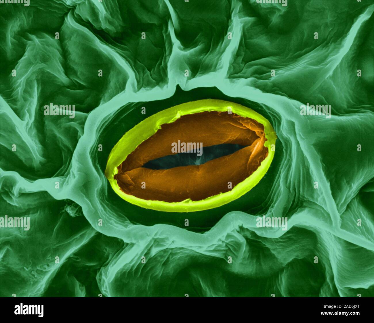Stomate (stoma) on the underside of a broad bean leaf (Vicia faba, pea ...