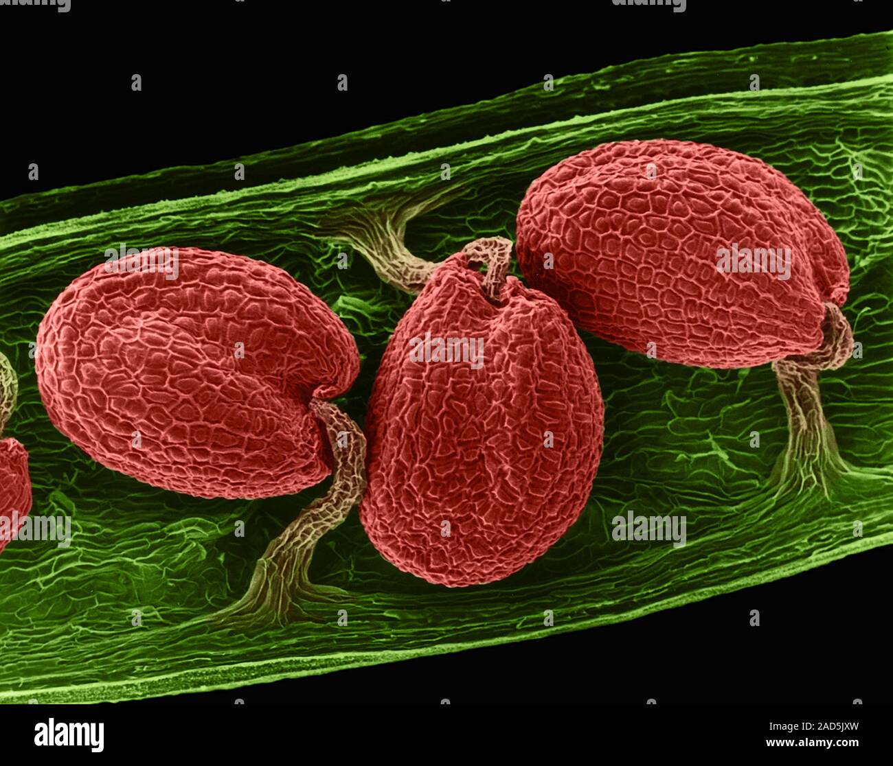 Seed pod with seeds (thale cress; Arabidopsis thaliana), coloured ...