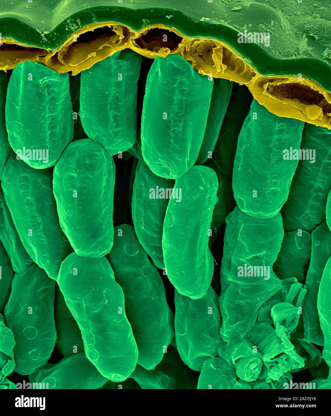 Rosemary leaf cross section (Rosmarinus officinalis), coloured scanning ...