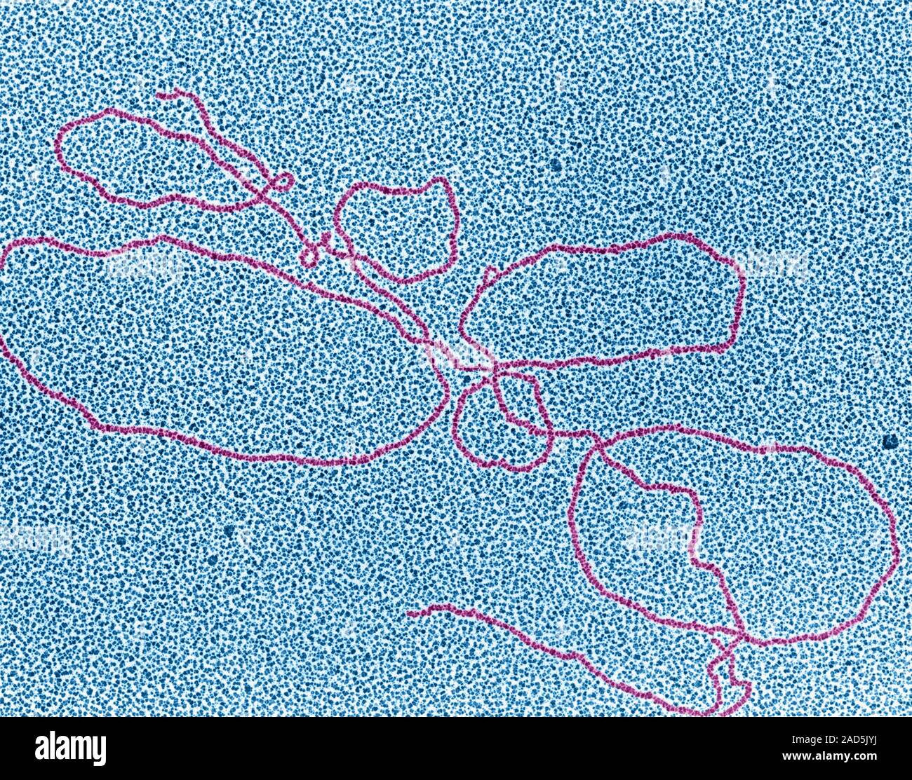 Nuclear DNA of the broad bean (Vicia faba, Pea Family), coloured ...