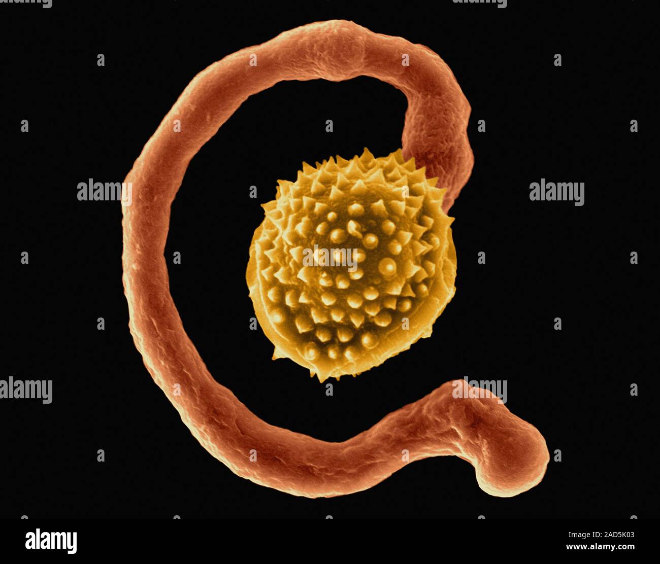 Germinating pollen grain of the voodoo or arum lily (Sauromatum ...