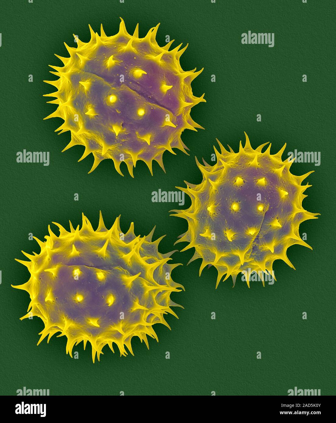 Sunflower pollen (Helianthus sp), coloured scanning electron micrograph ...
