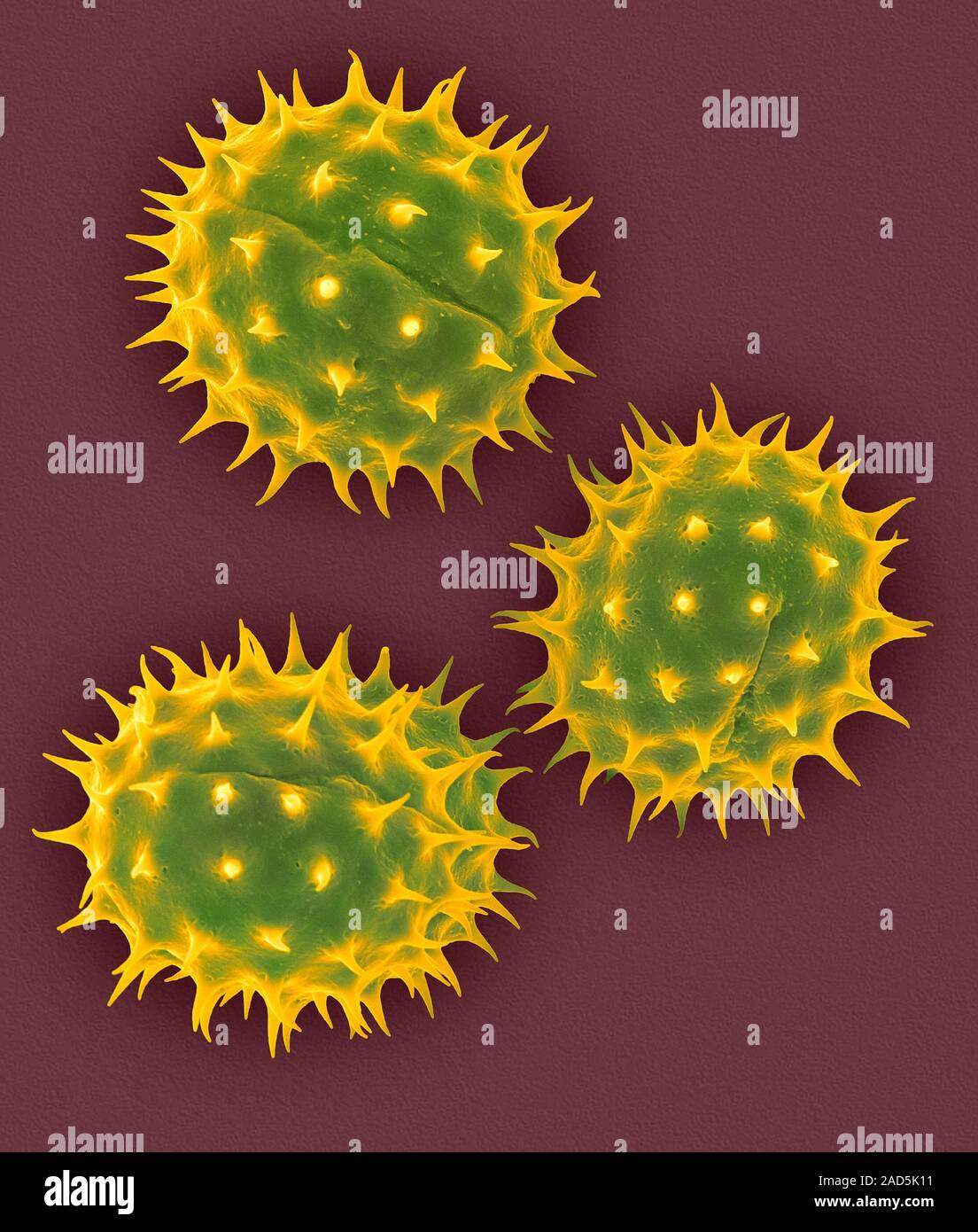 Sunflower pollen (Helianthus sp), coloured scanning electron micrograph ...
