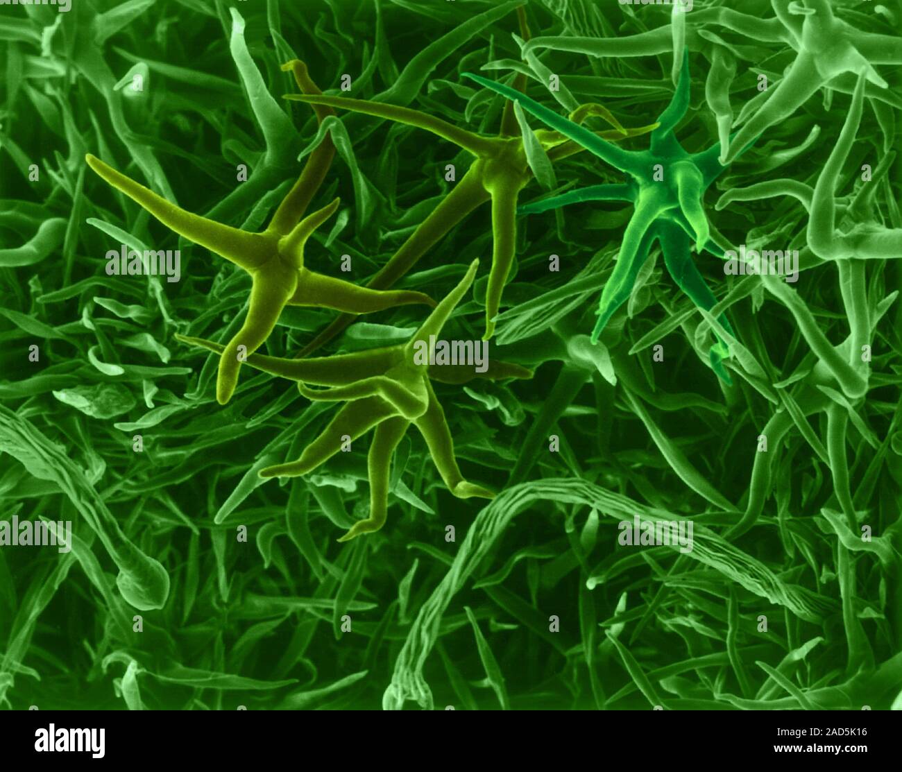 Branched hairs (trichomes) on a leaf surface, coloured scanning ...