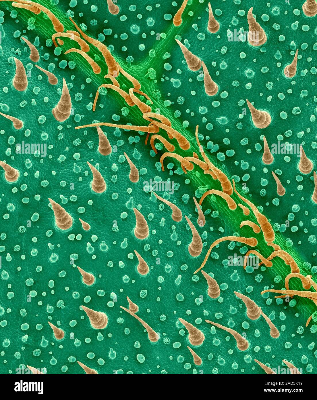 Leaf surface trichomes (Salvia divinorum), coloured scanning electron ...