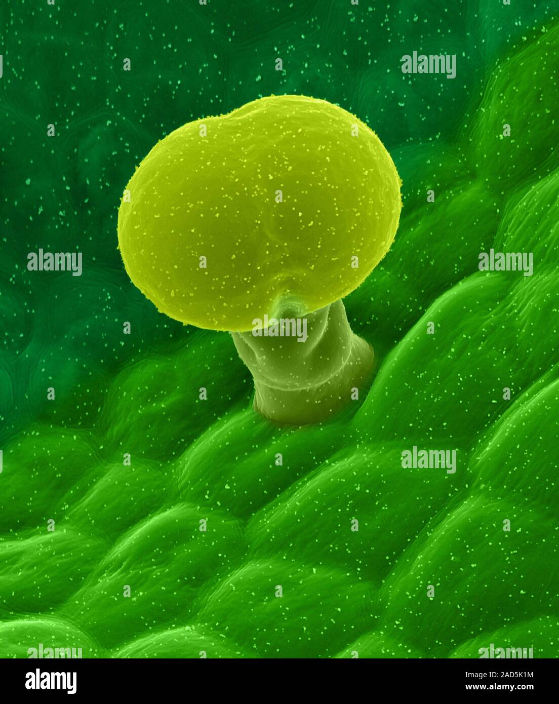 Leaf glandular trichome (Salvia divinorum), coloured scanning electron ... Leaf glandular trichome (Salvia divinorum), coloured scanning electron ...