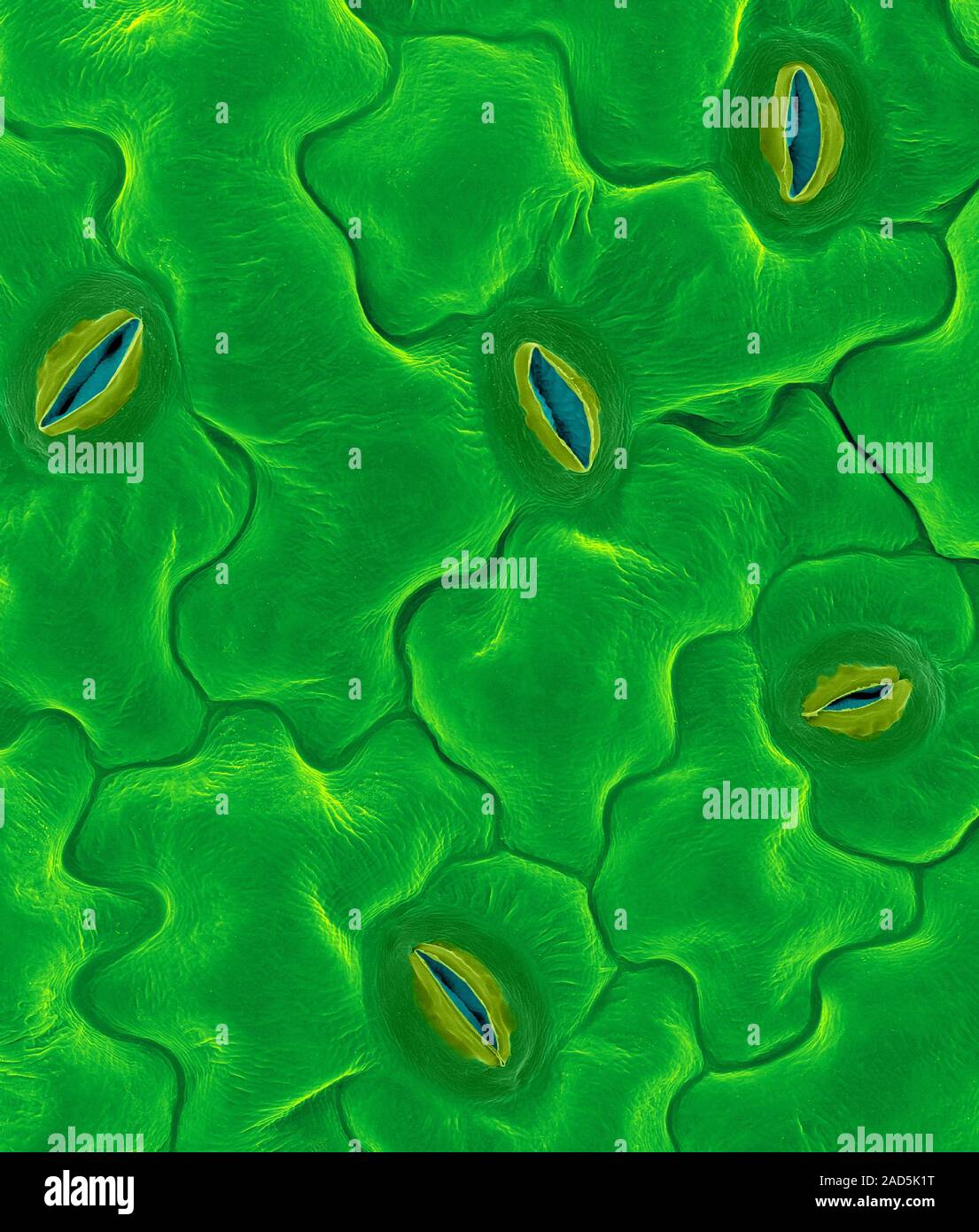 Plant Stomata Sem