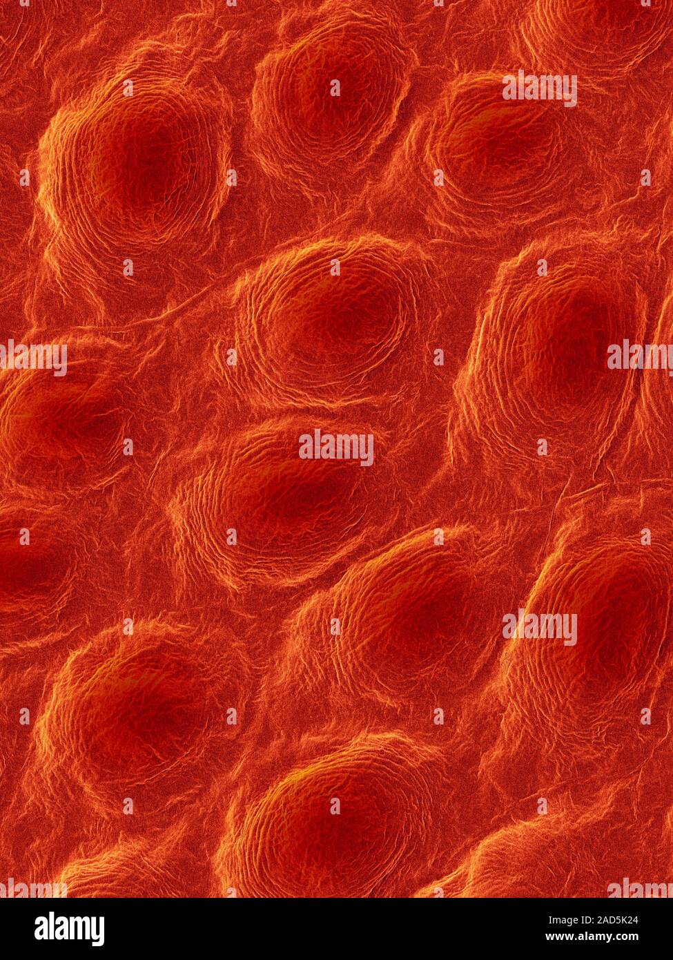 Papillae on the lower surface of a rose flower petal (Rosa sp ...