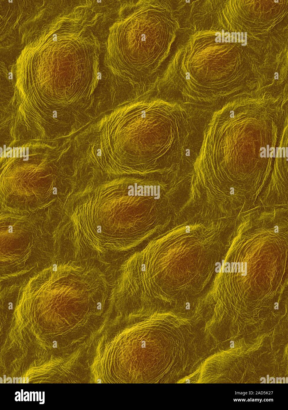 Papillae on the lower surface of a rose flower petal (Rosa sp ...