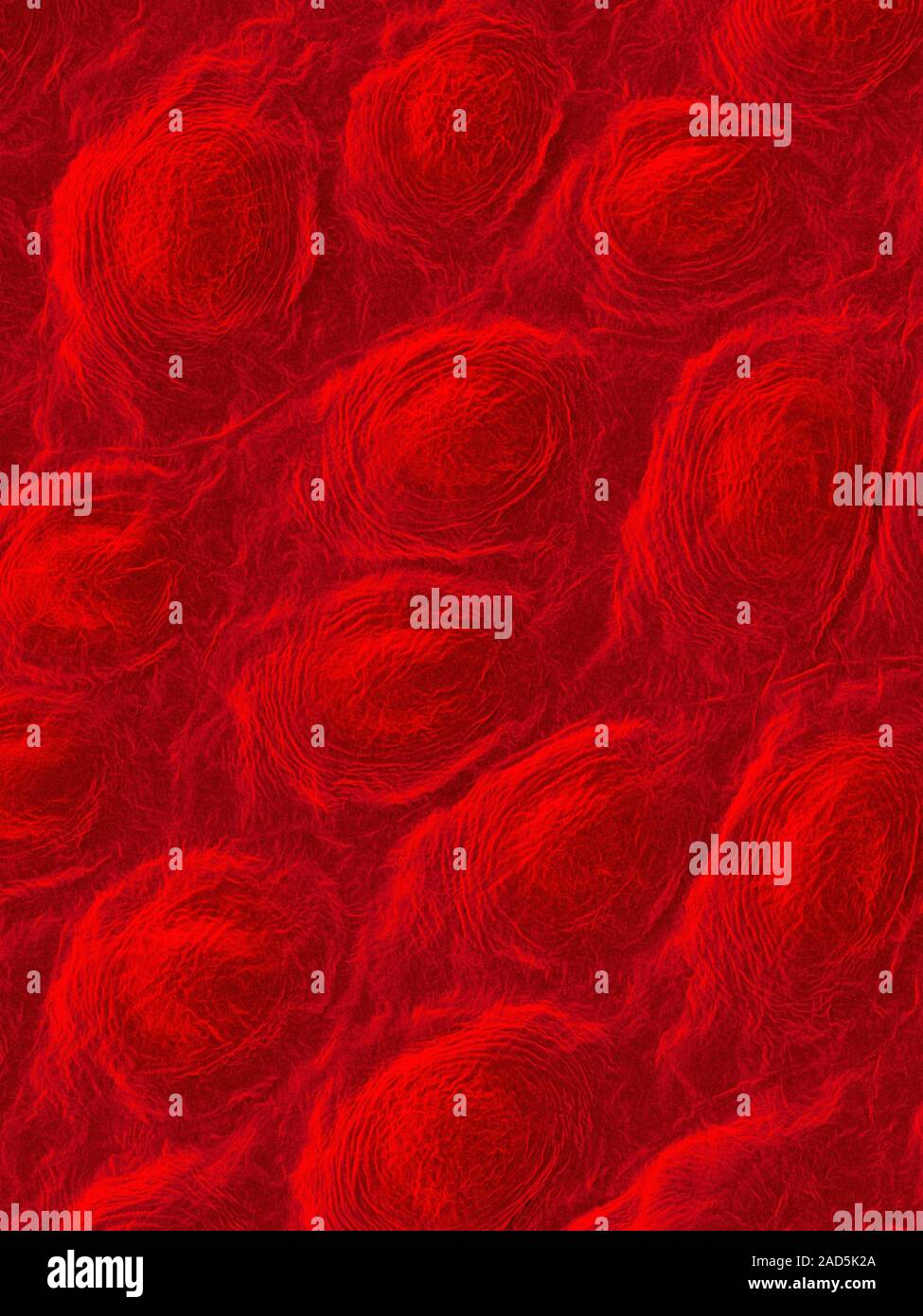 Papillae on the lower surface of a rose flower petal (Rosa sp ...