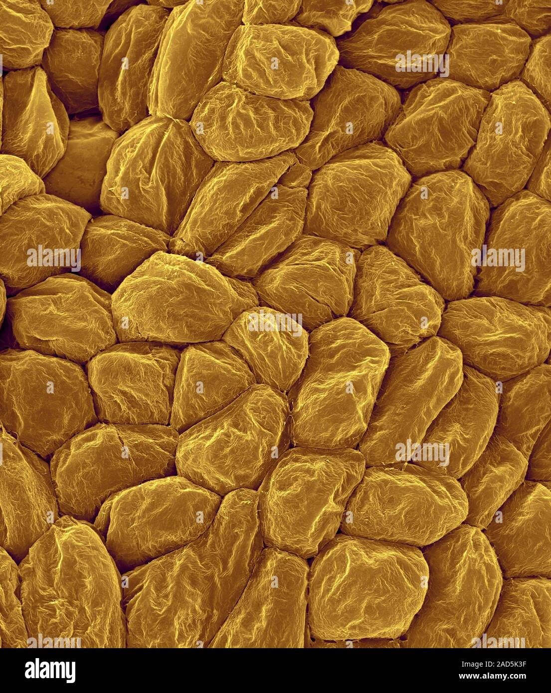 Banana fruit parenchyma cells (Musa sp), coloured scanning electron ...