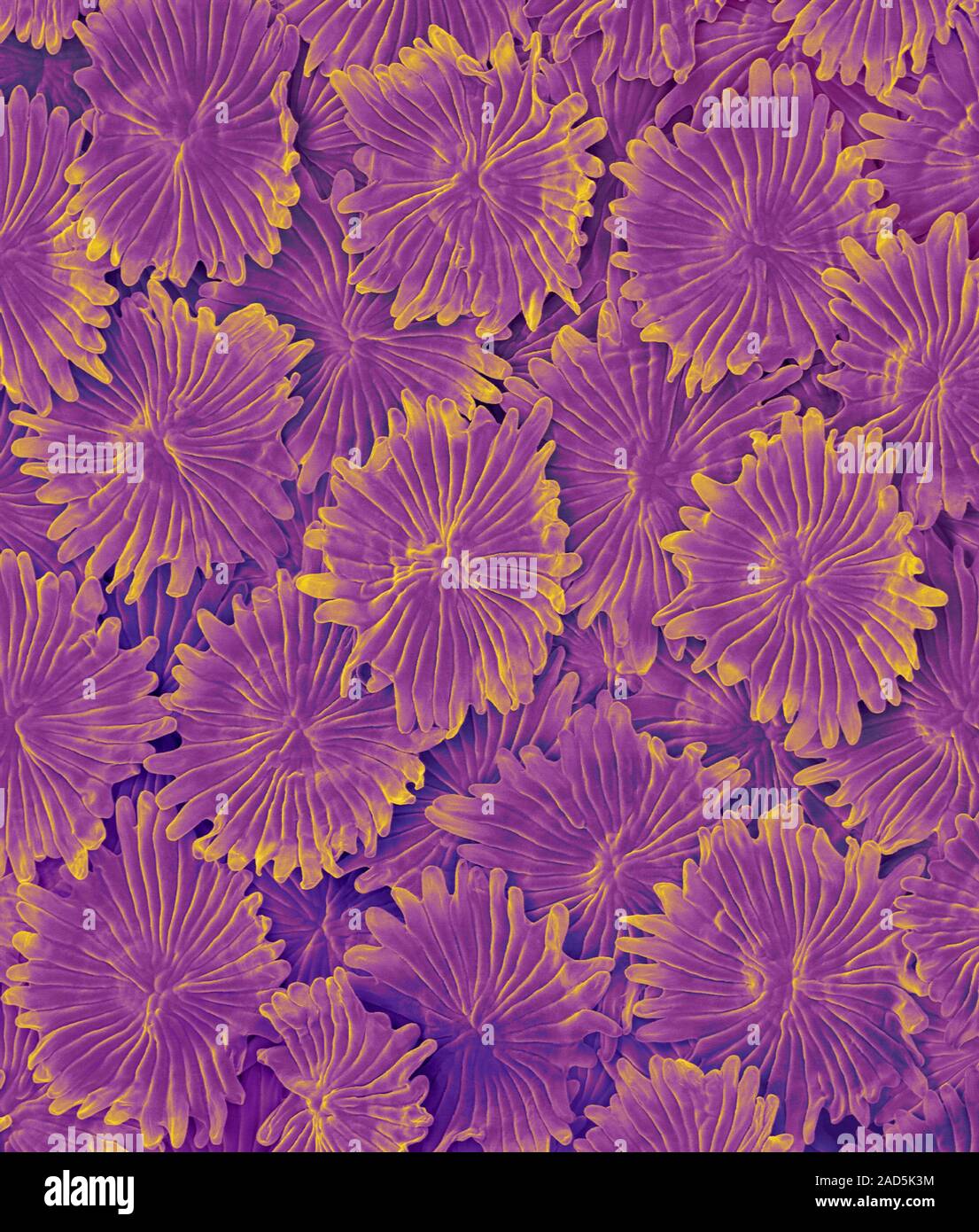 Olive tree leaf trichomes (Olea europaea), coloured scanning electron ...