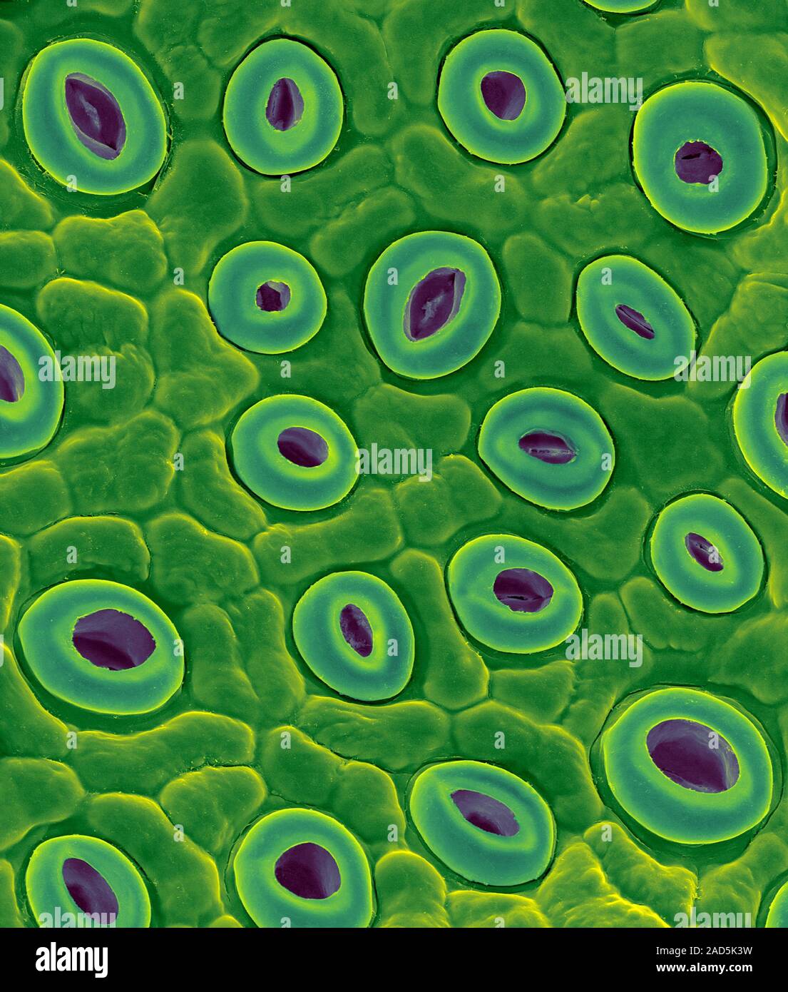 Leaf surface stomata from the Ohia Lehua tree (Metrosideros polymorpha ...