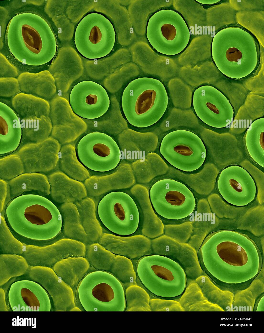 Leaf surface stomata from the Ohia Lehua tree (Metrosideros polymorpha ...