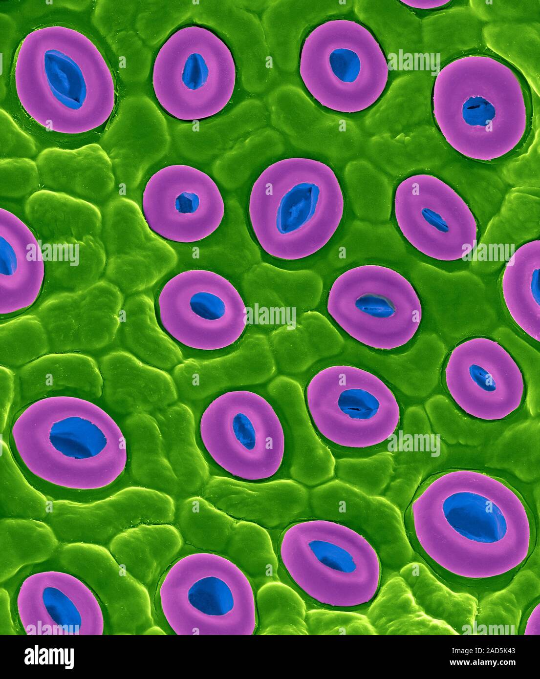 Leaf surface stomata from the Ohia Lehua tree (Metrosideros polymorpha ...