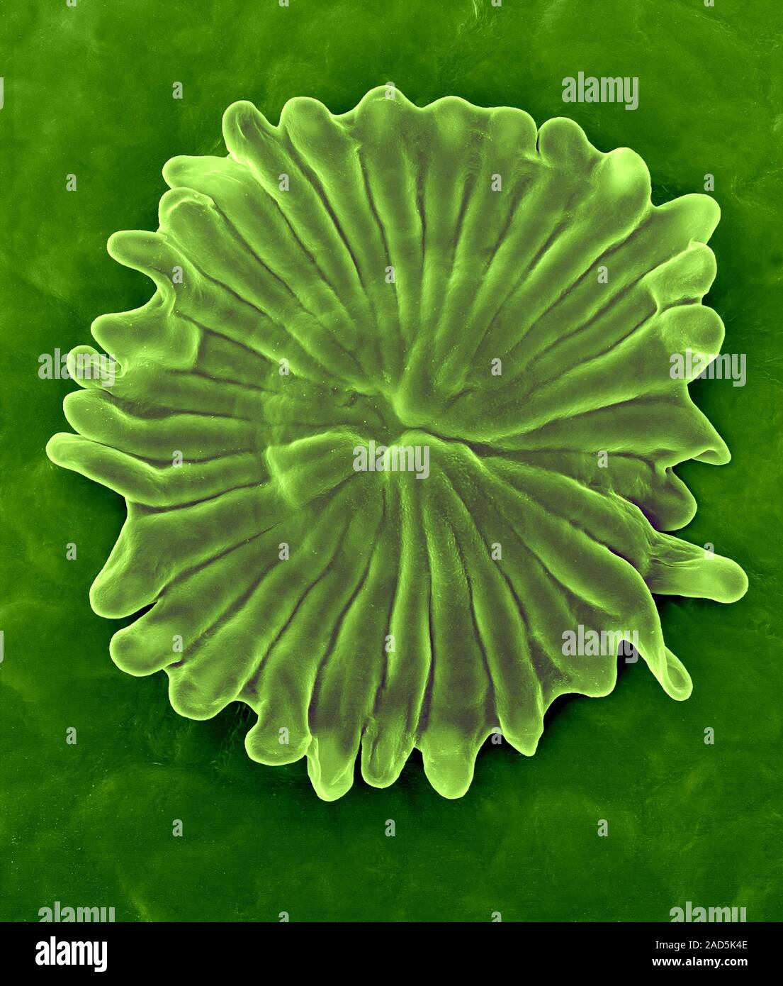 Olive tree leaf trichome (Olea europaea), coloured scanning electron ...