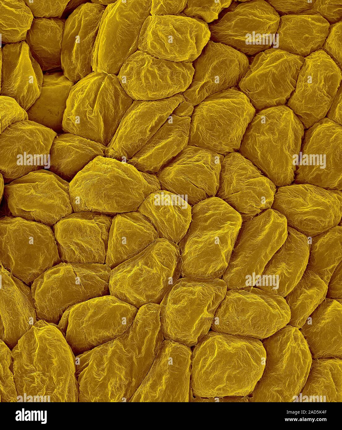 Banana fruit parenchyma cells (Musa sp), coloured scanning electron ...