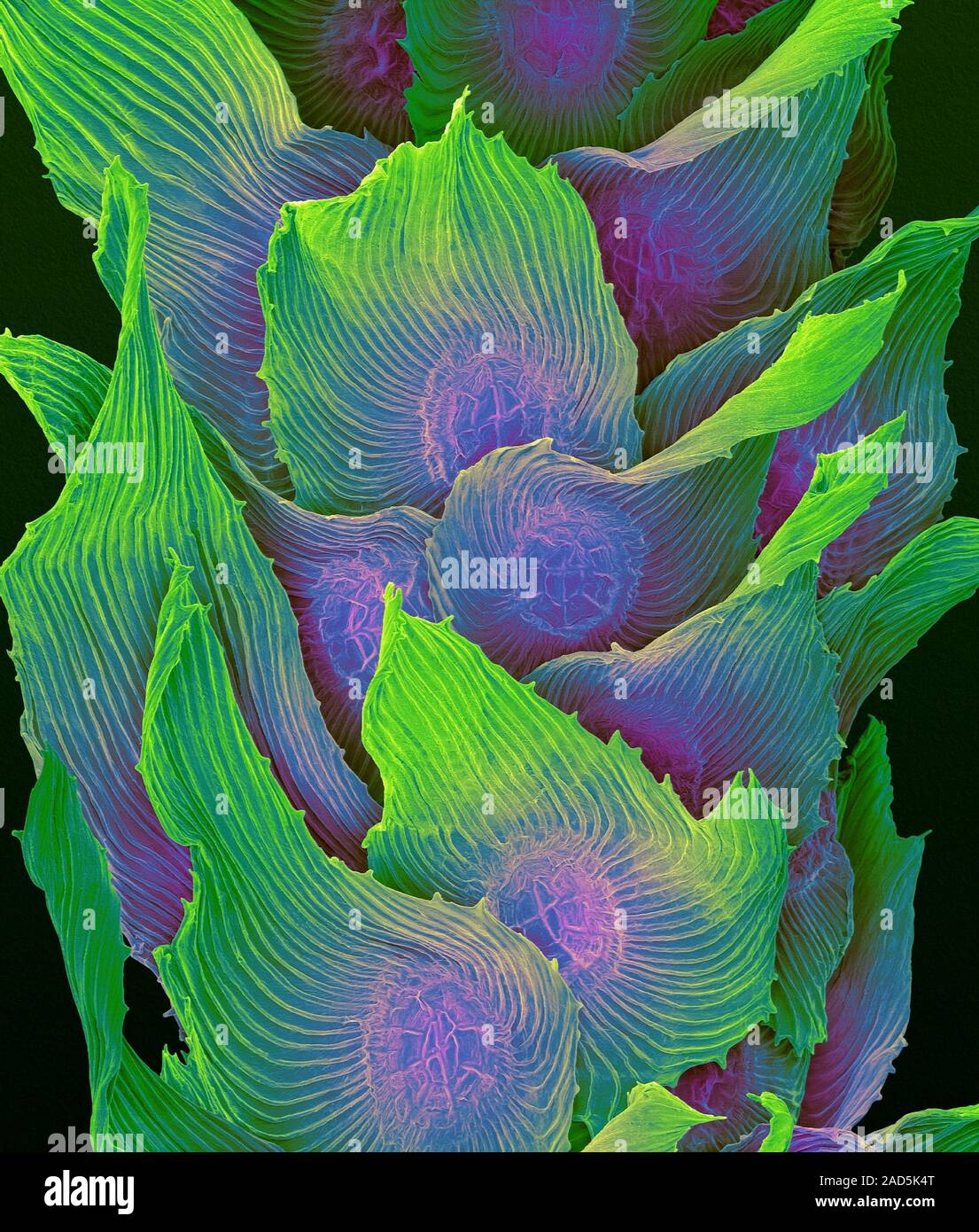 Spanish moss thallus (Tillandsia usneoides), coloured scanning electron ...