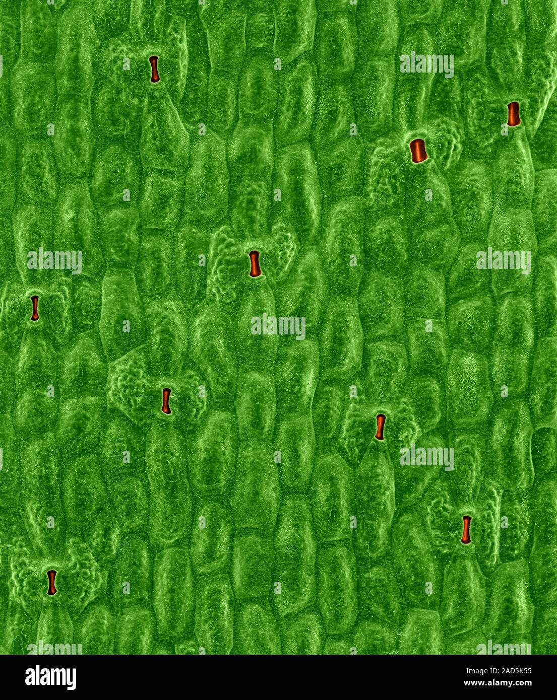 Stem surface of a prickly pear cactus (Opuntia spp.) showing sunken ...