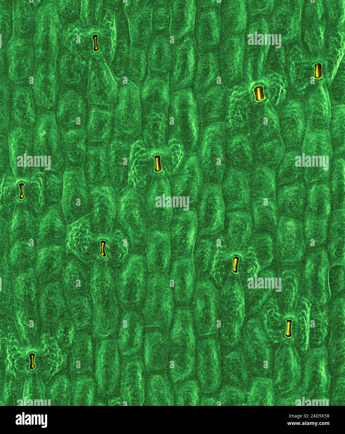 Stem surface of a prickly pear cactus (Opuntia spp.) showing sunken ...