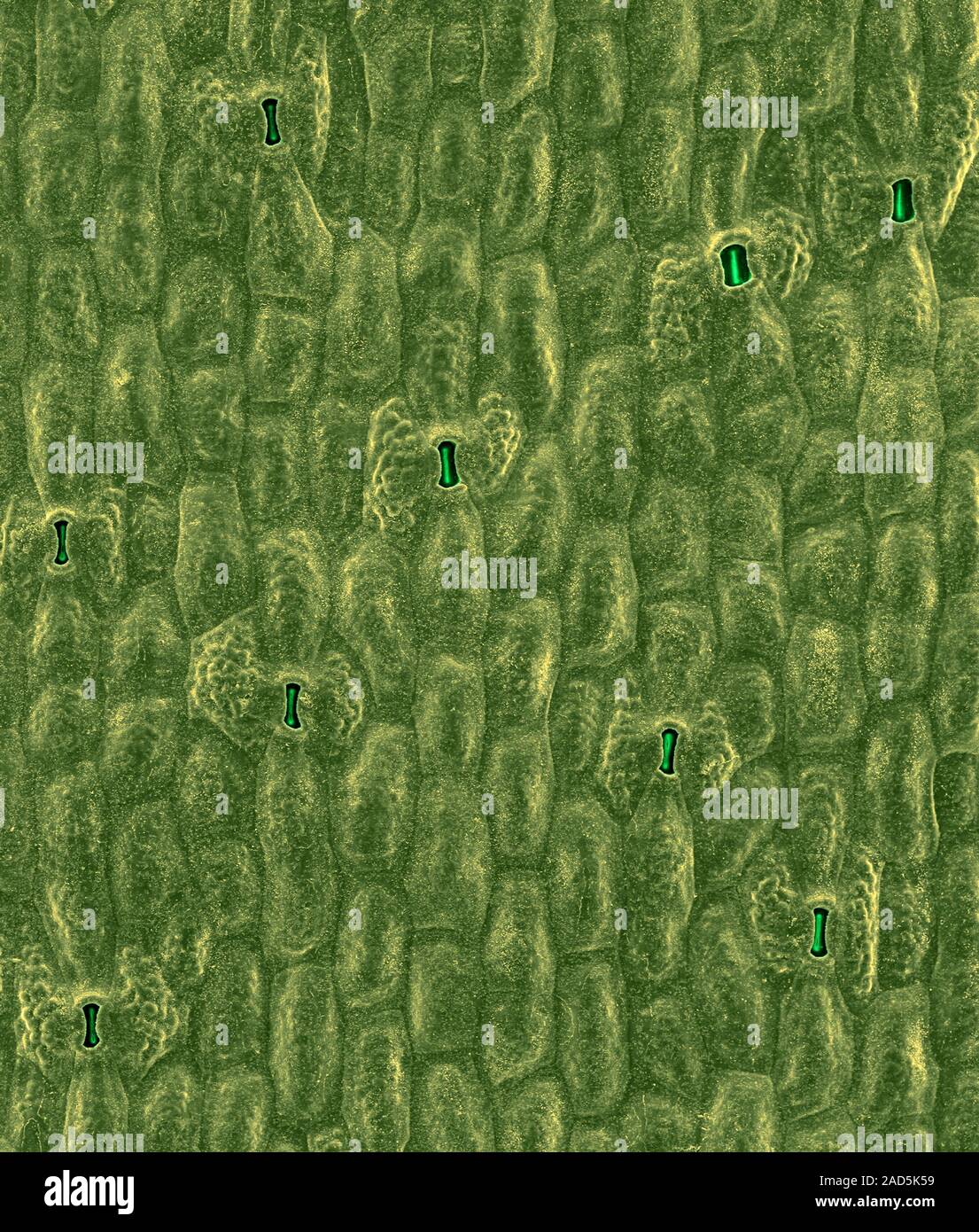 Stem surface of a prickly pear cactus (Opuntia spp.) showing sunken ...