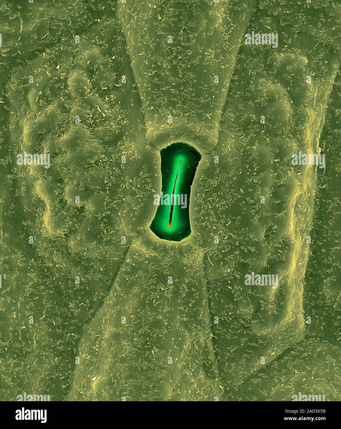 Stem surface of a prickly pear cactus (Opuntia spp.) showing a sunken ...