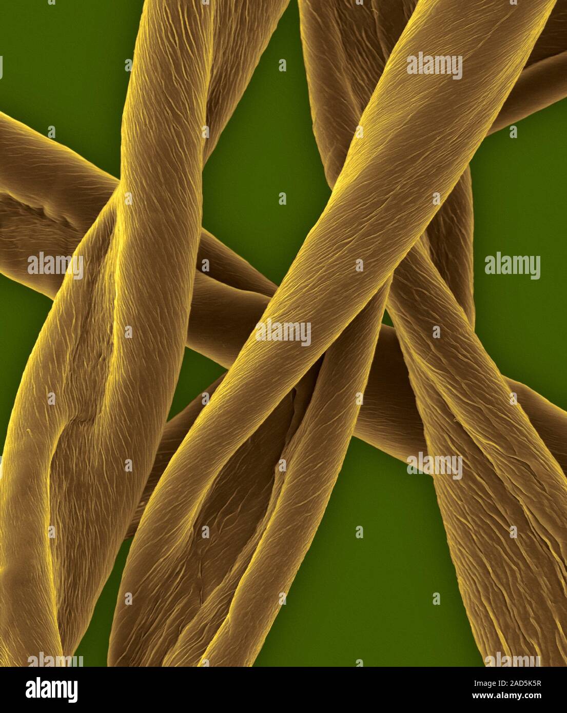 Raw (untreated) cotton fibres from the cotton plant (Gossypium sp ...