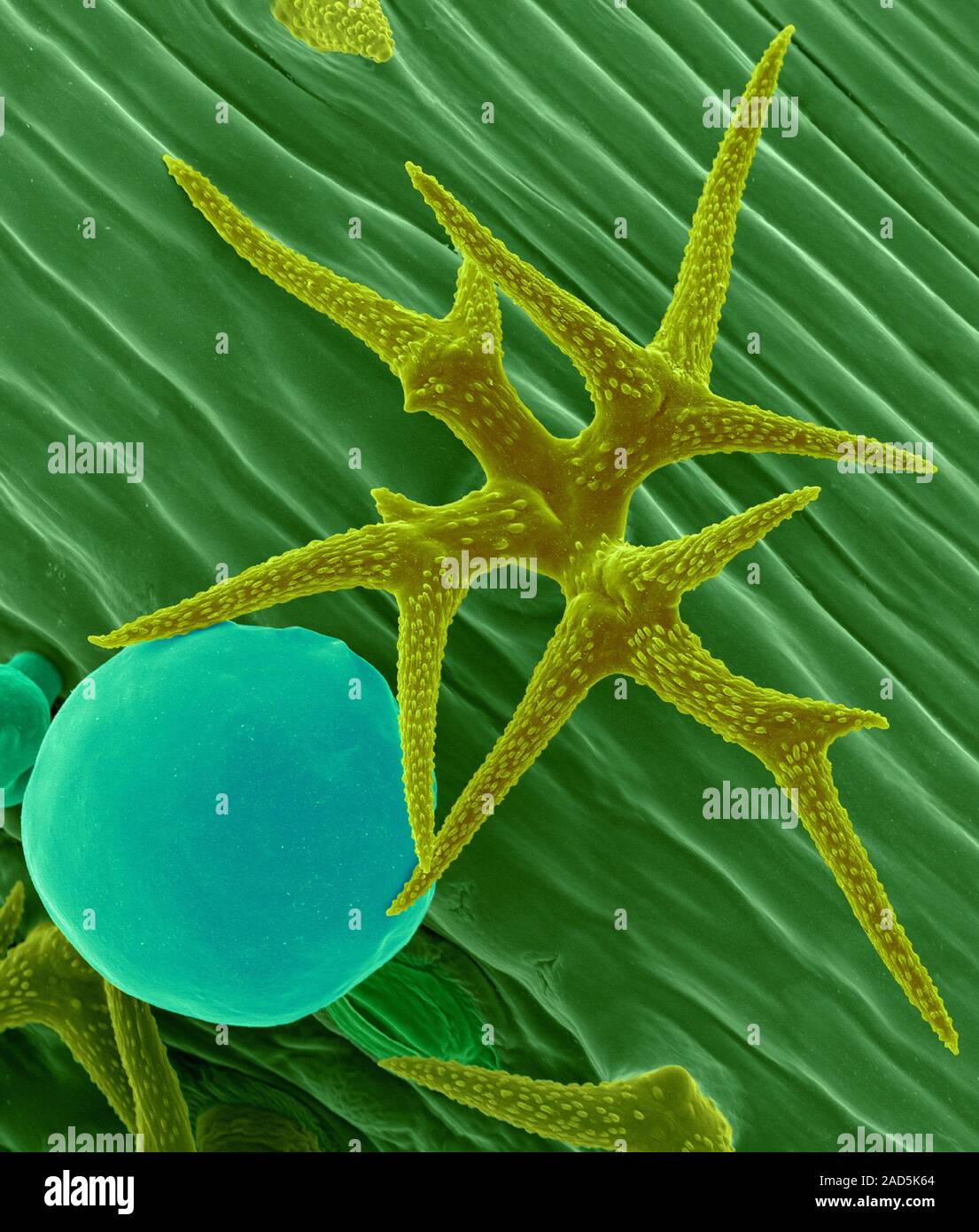 Lavender stem trichomes (Lavandula sp), coloured scanning electron ...