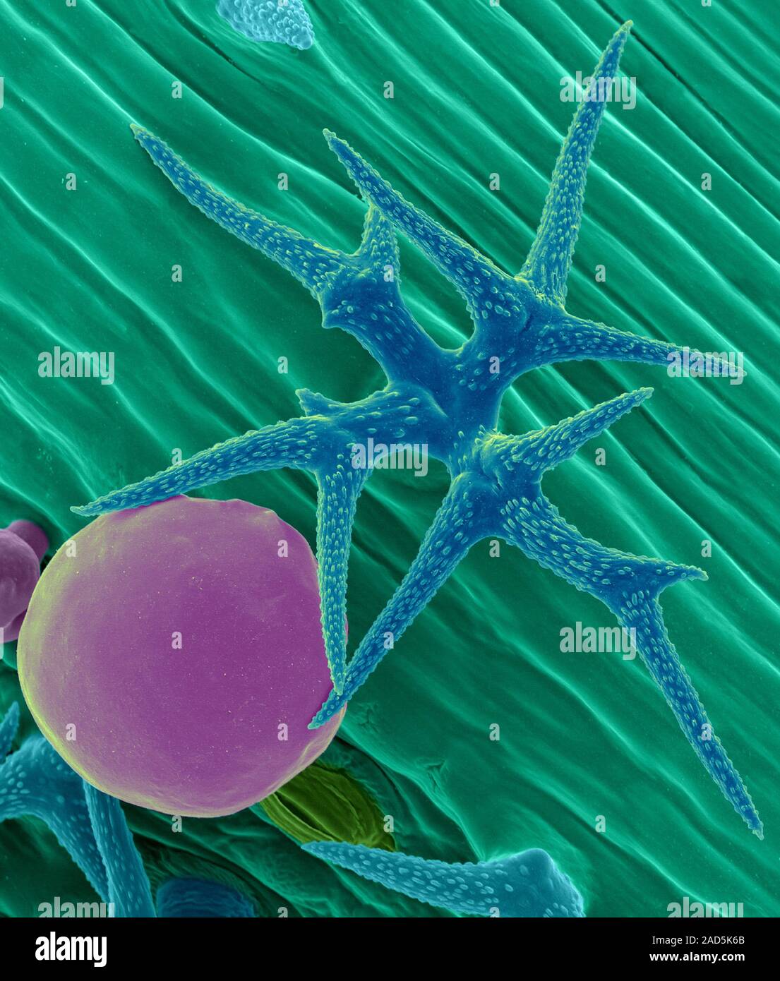 Lavender stem trichomes (Lavandula sp), coloured scanning electron ...