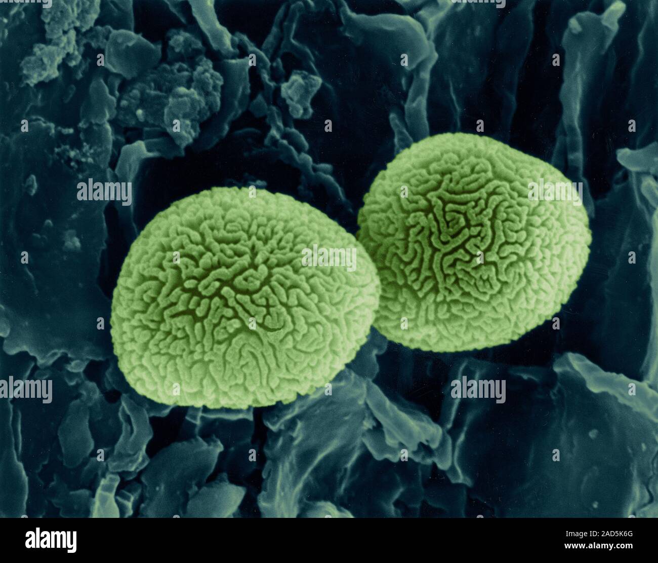 Moss spores on the surface of a moss thallus (Tortula ruralis ...