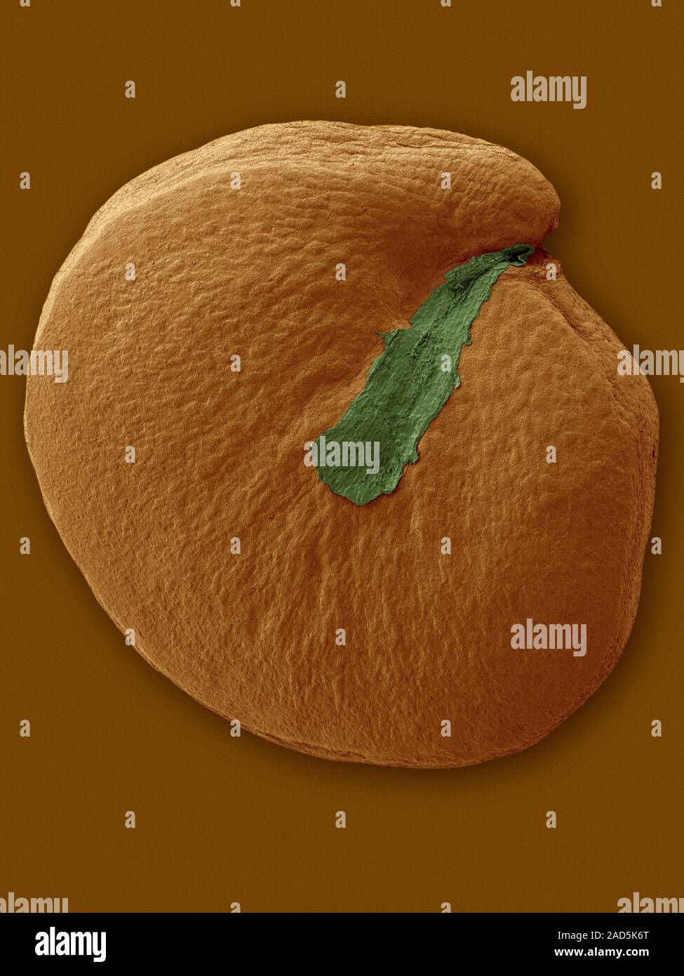 Quinoa seed (Chenopodium quinoa), coloured scanning electron micrograph ...