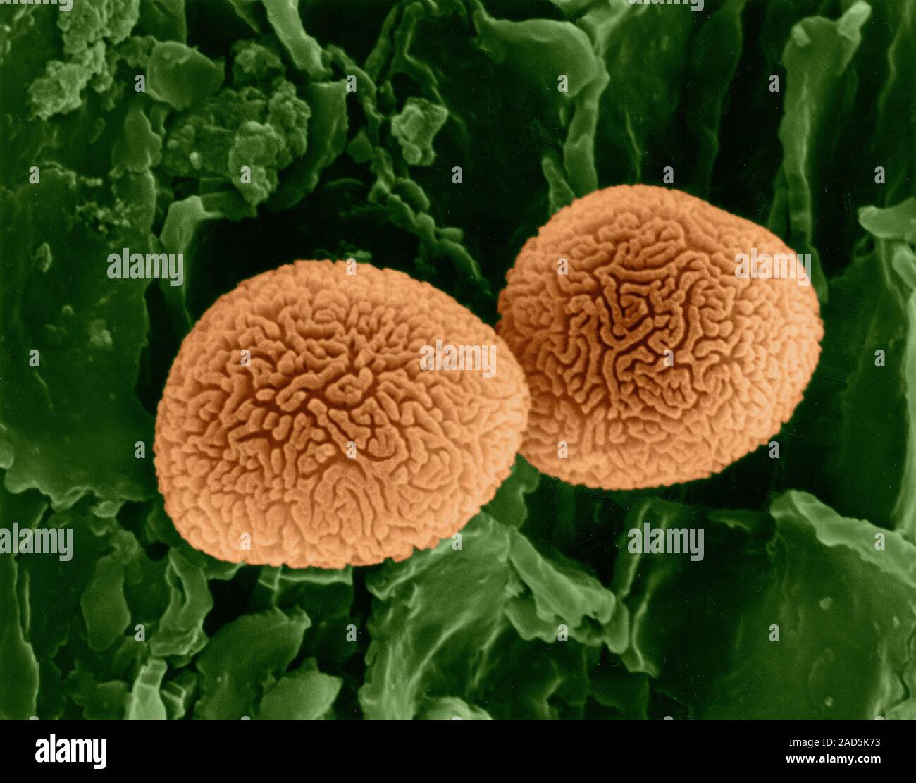 Moss spores on the surface of a moss thallus (Tortula ruralis ...