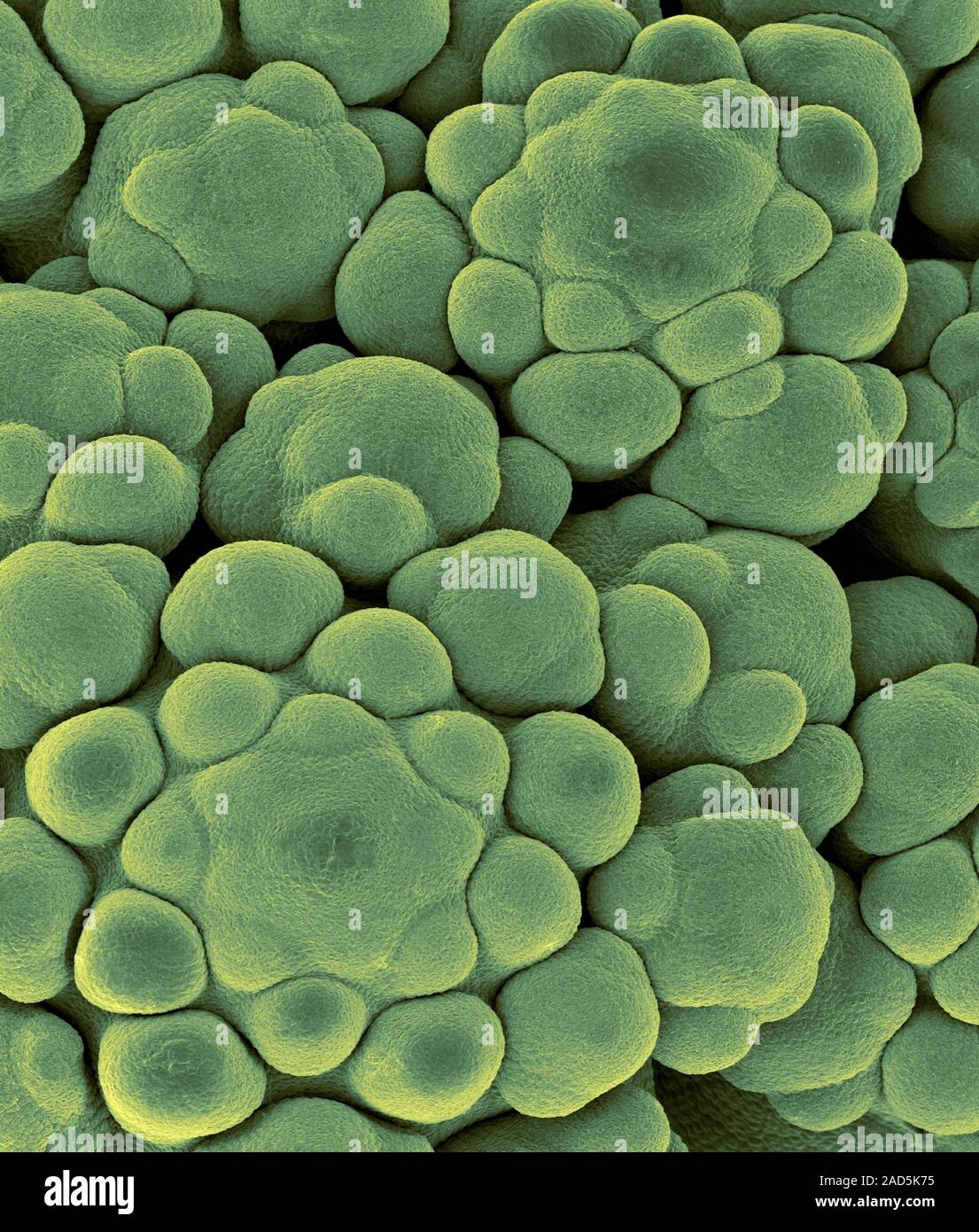 Florets (flower buds, apical meristem) of a cauliflower head (Brassica ...