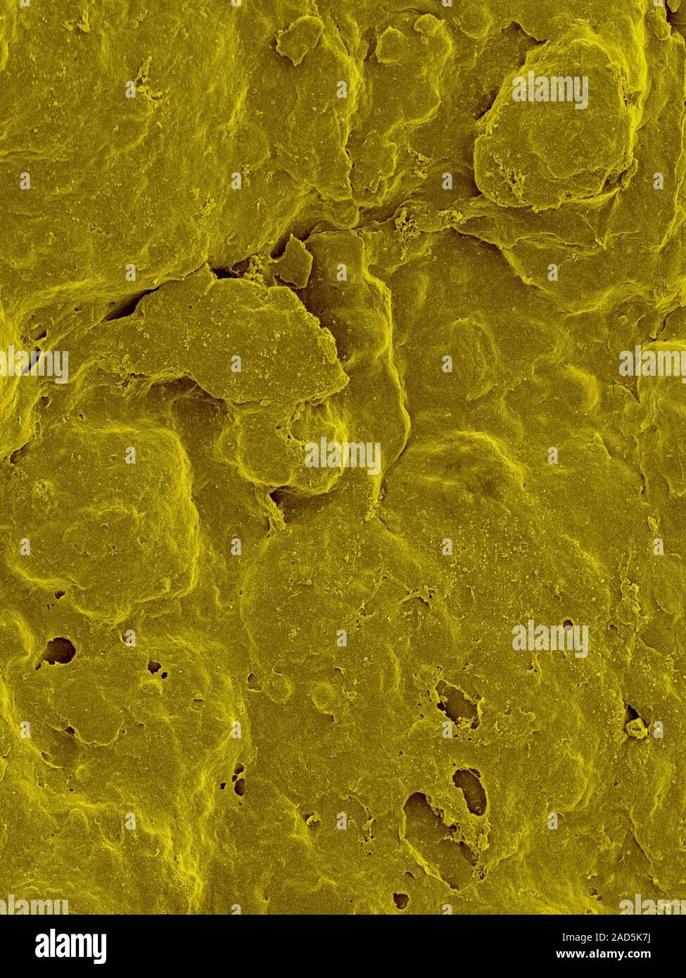 Surface of a lemon peel (Citrus limon), coloured scanning electron ...