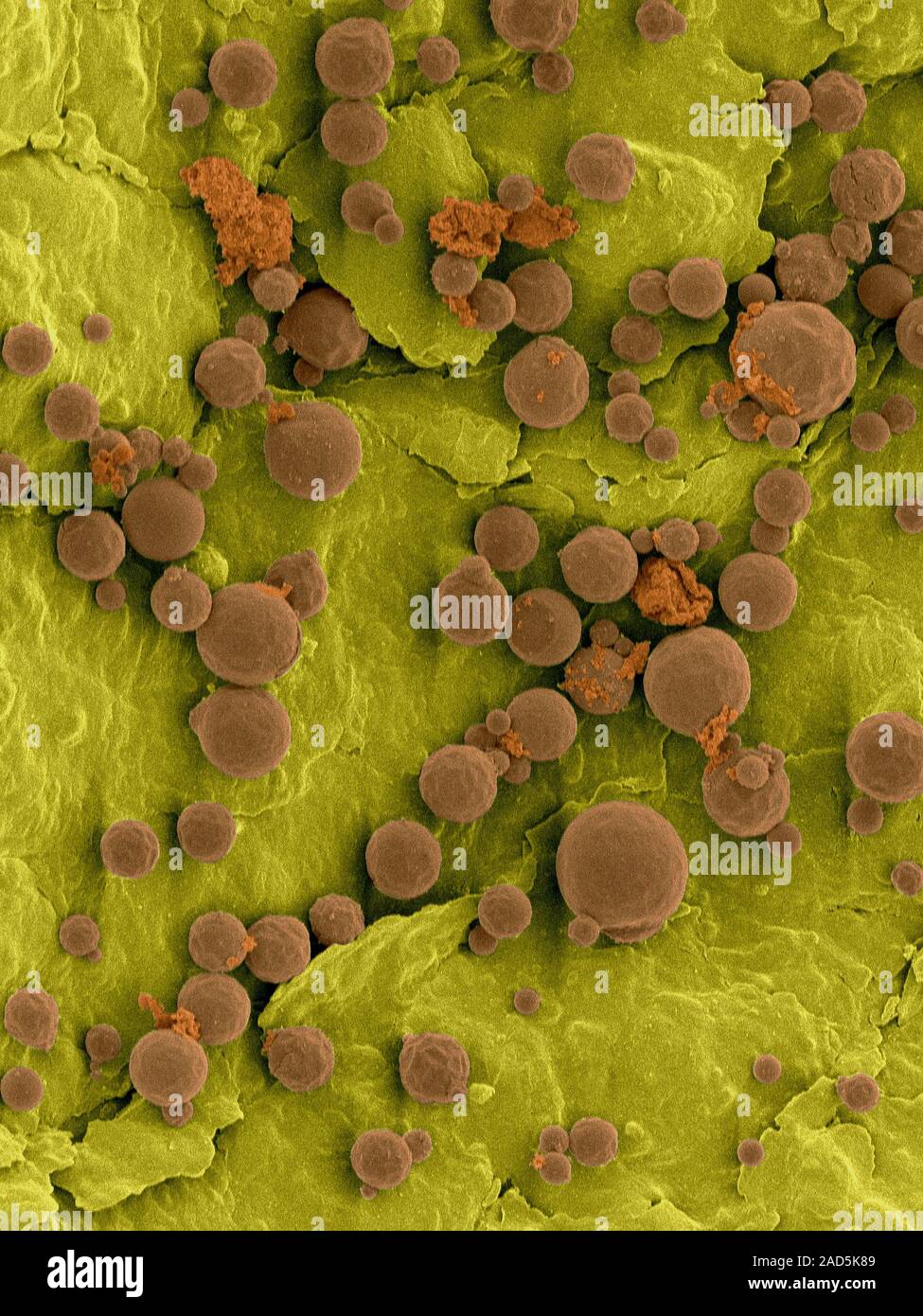 Surface of a lemon peel with yeast cells (Citrus limon), coloured ...